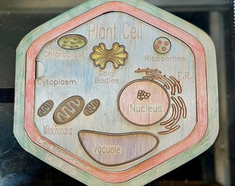 Animal Cell Model Project For School