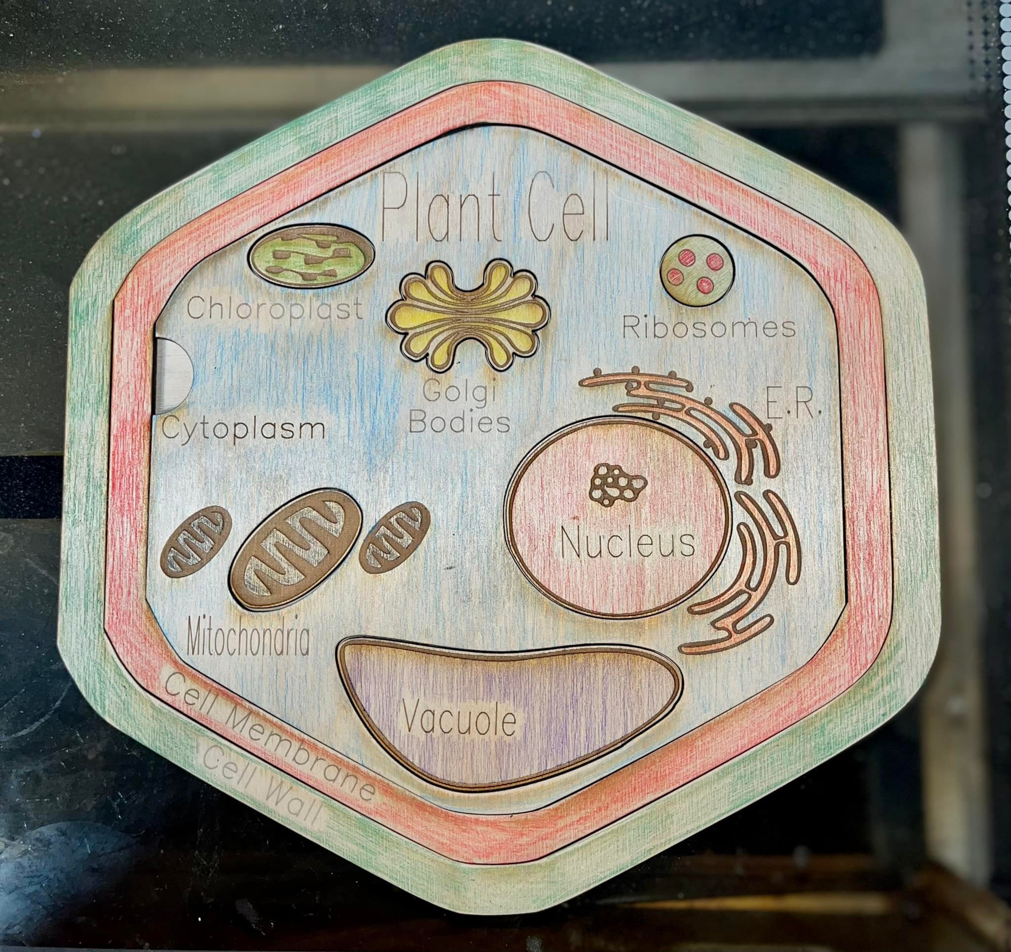 Plant Cell Model Project For School