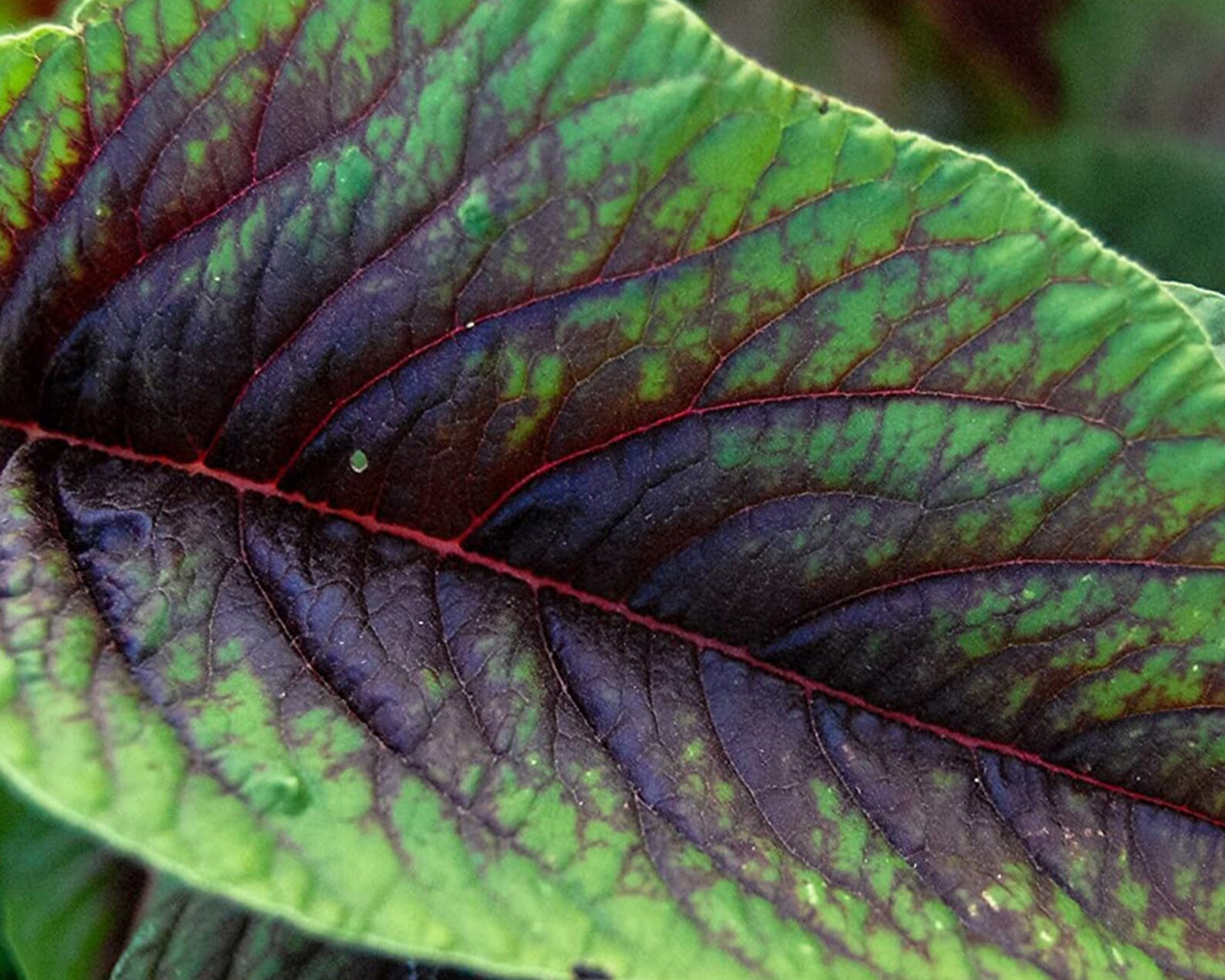 Welldales 50 Caribbean Callaloo Seeds Tri Colour Leafy Amaranth for ...