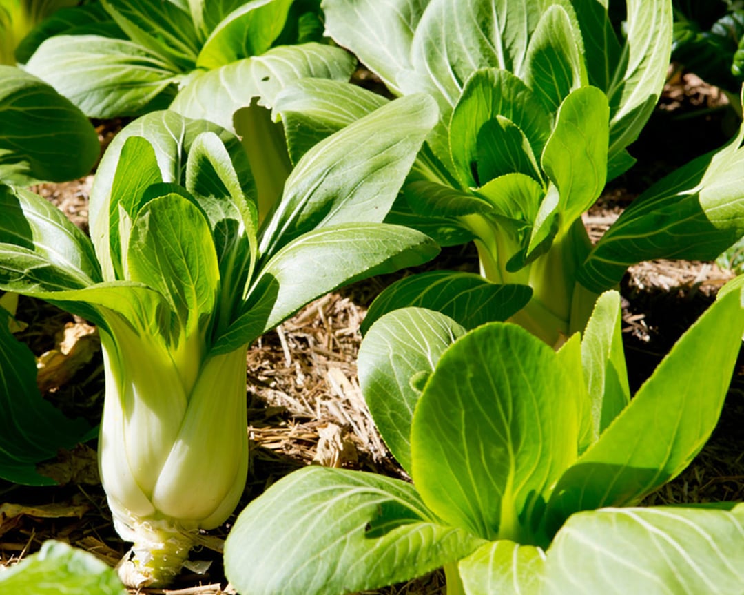 Welldales 50 Giant Pak Choi Seeds Chinese Cabbage White Stem Canton ...