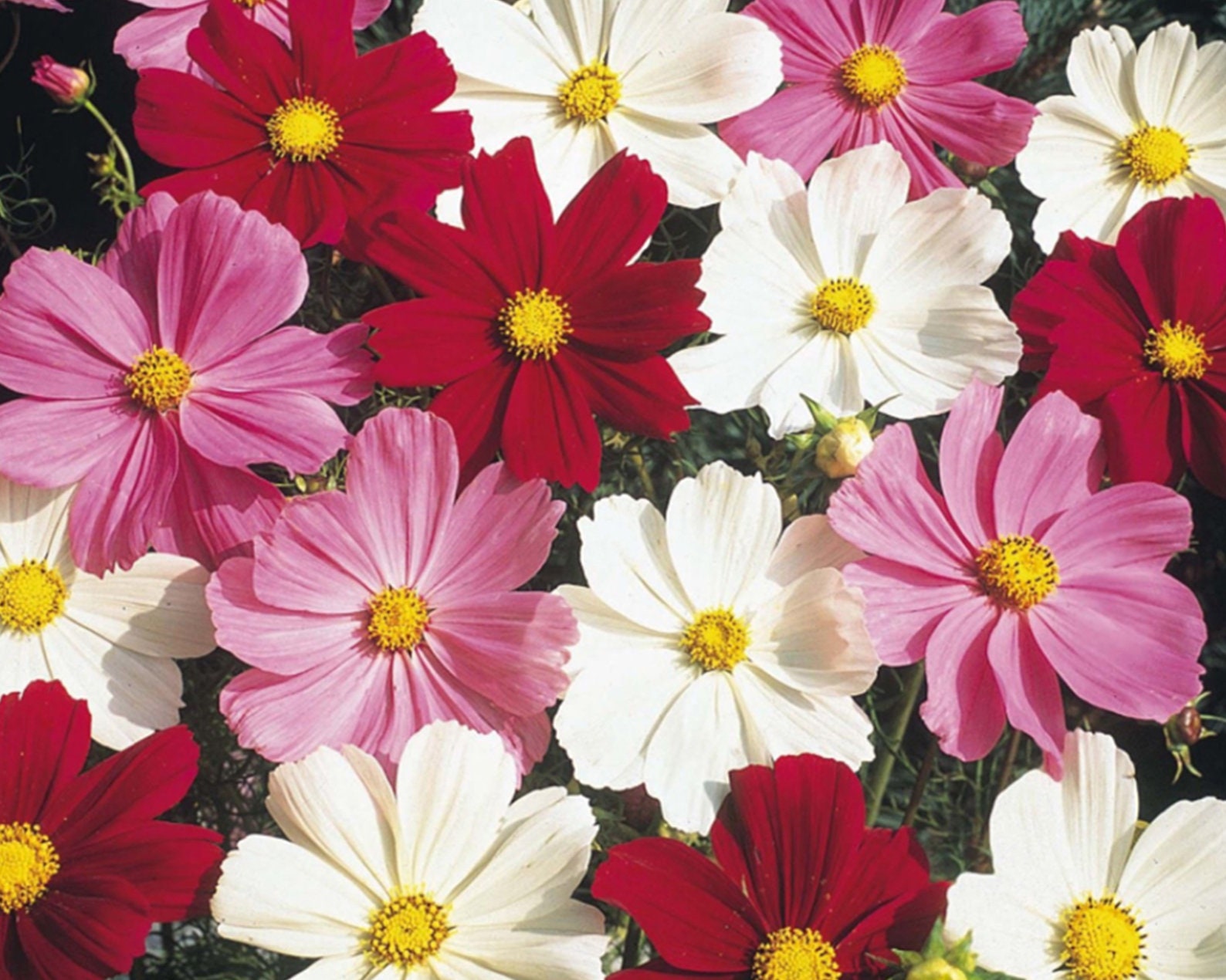 Welldales 50 UK Mixed Dwarf Cosmos Flower Seeds to Plant Grow in Pots ...