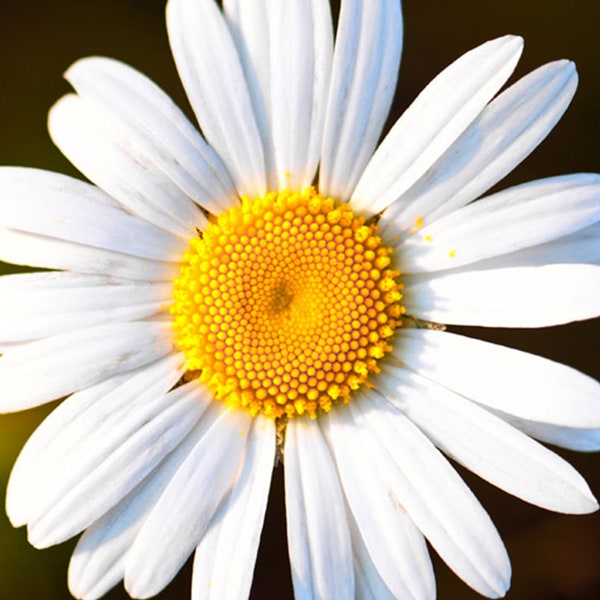 English Daisies Plants - Etsy UK