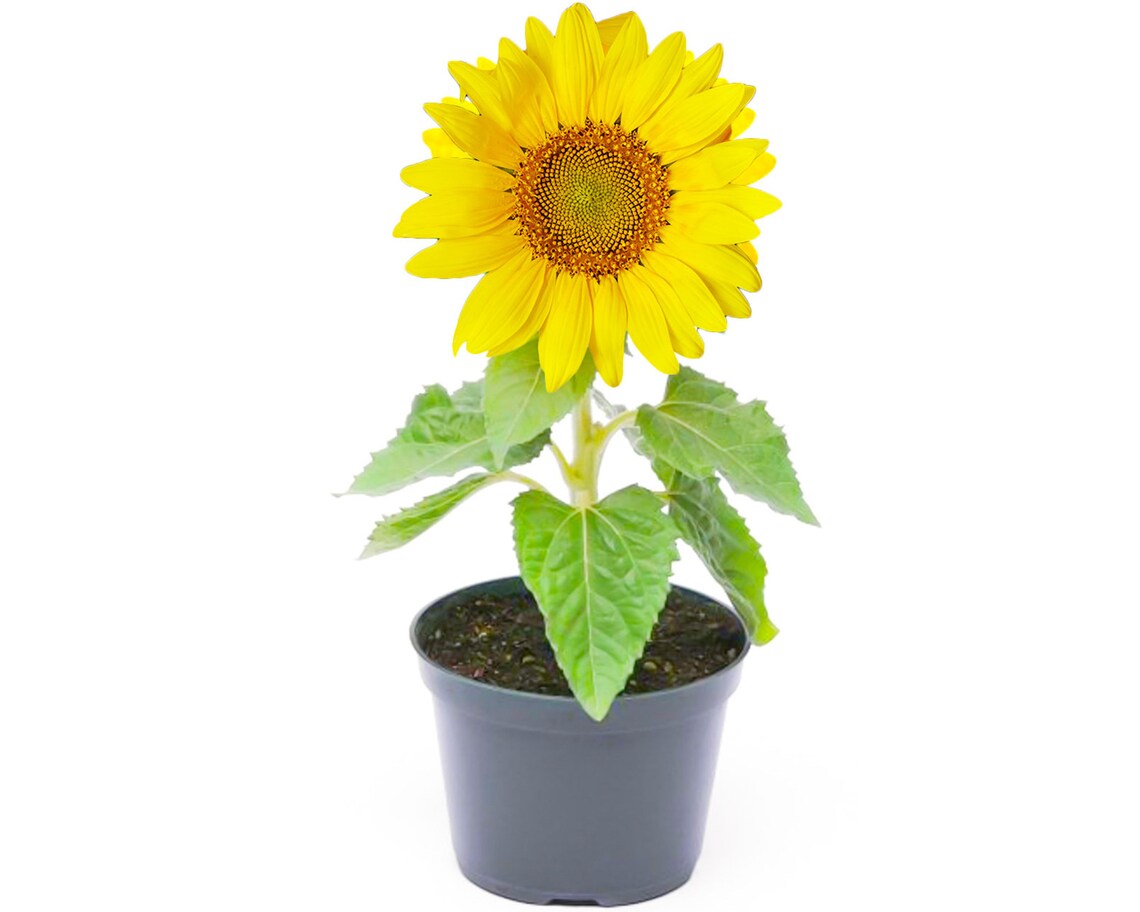 Welldales 30 UK Dwarf Sunflower Seeds to Plant Grow Mini Sun Flowers in ...