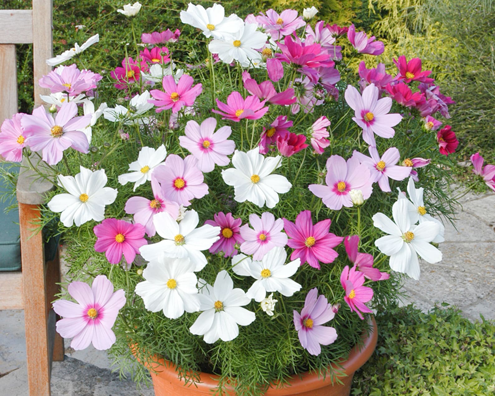 Welldales 50 UK Mixed Dwarf Cosmos Flower Seeds to Plant Grow in Pots ...