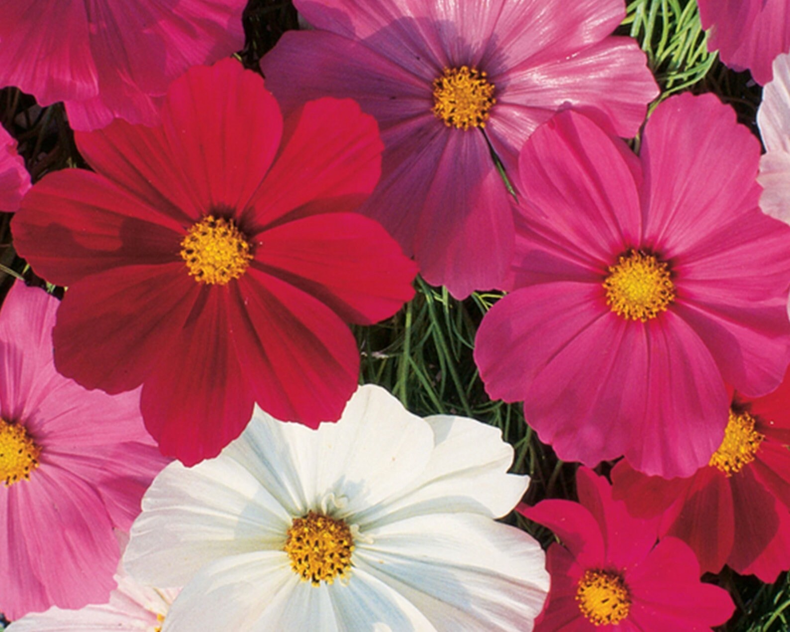 Welldales 50 UK Mixed Dwarf Cosmos Flower Seeds to Plant Grow in Pots ...