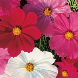 Welldales 50 UK Mixed Dwarf Cosmos Flower Seeds to Plant Grow in Pots ...