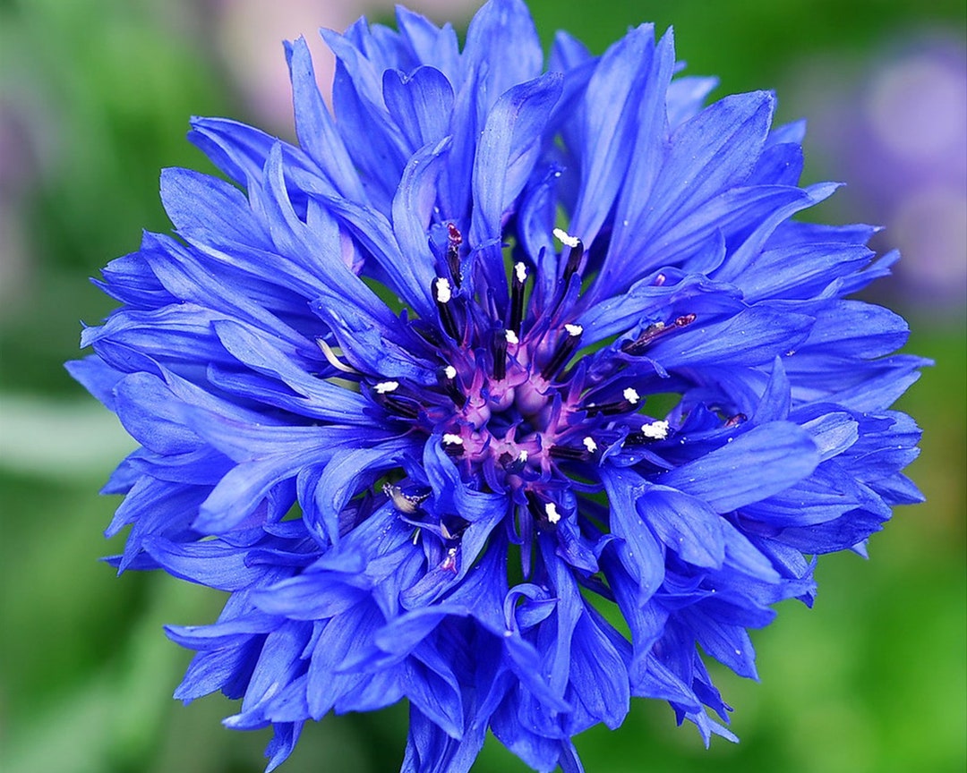 Welldales 50 Bouquet Blue Cornflower Seeds Centaurea Cyanus UK Garden ...
