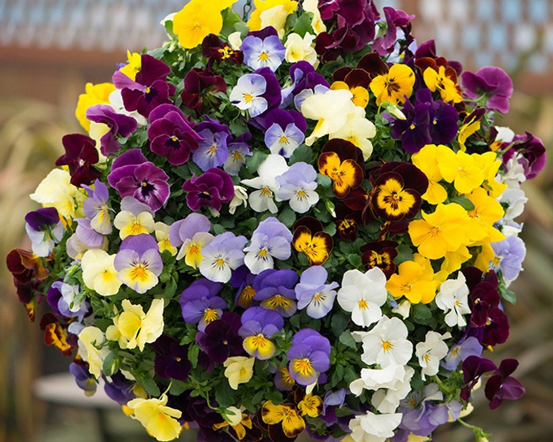 Welldales 50 Giant Winter Pansy Seed Mix UK Hardy Hiemalis Viola ...