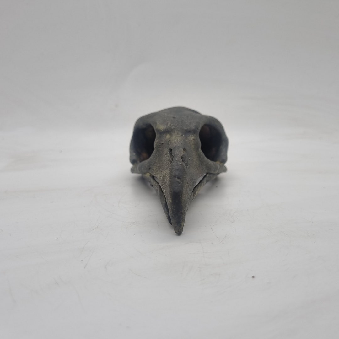 3d Printed Vulture Skull, Weathered Bone Effect, Gothic Horror ...