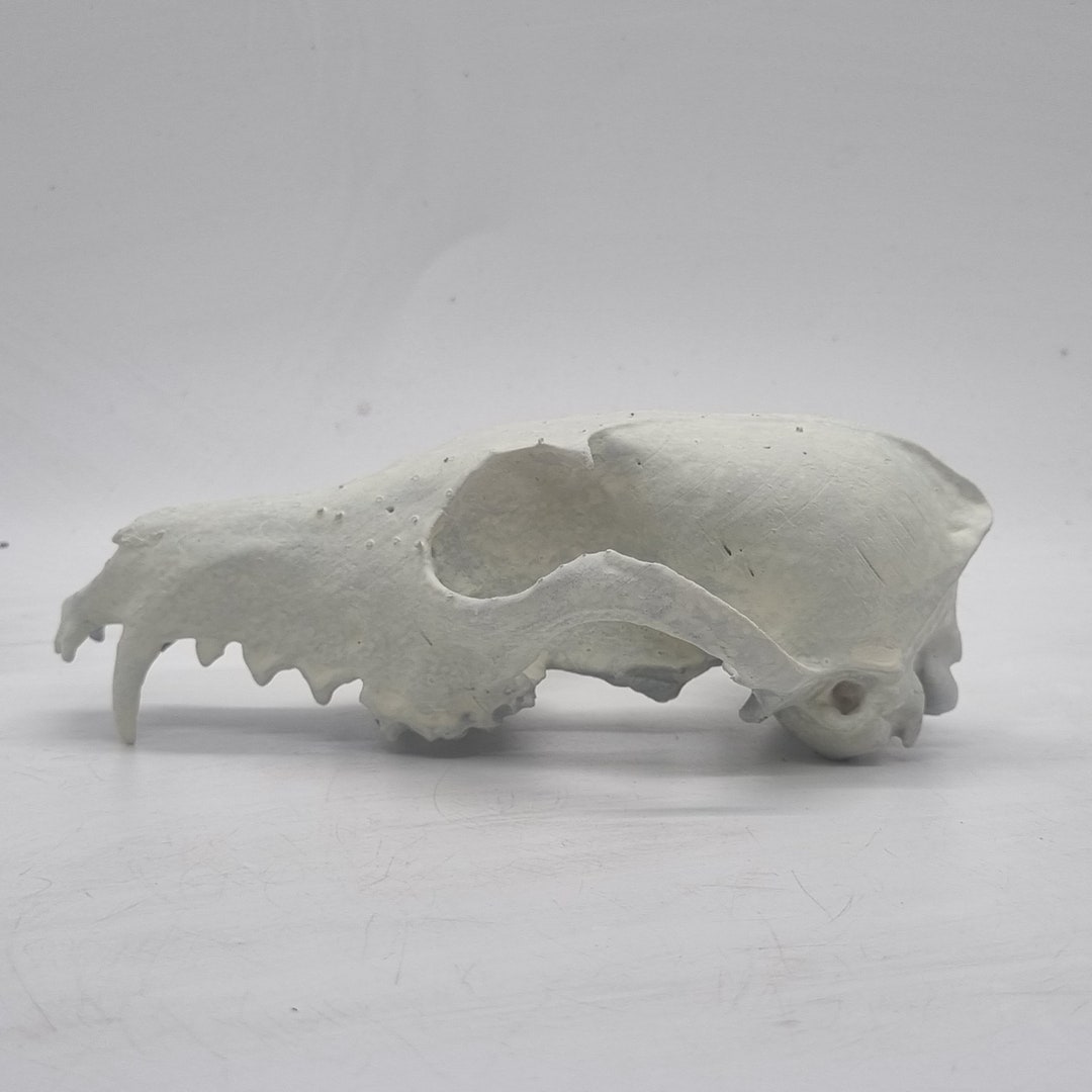 White Ornamental Red Fox Skull, Resin 3d Print, Wildlife Horror ...