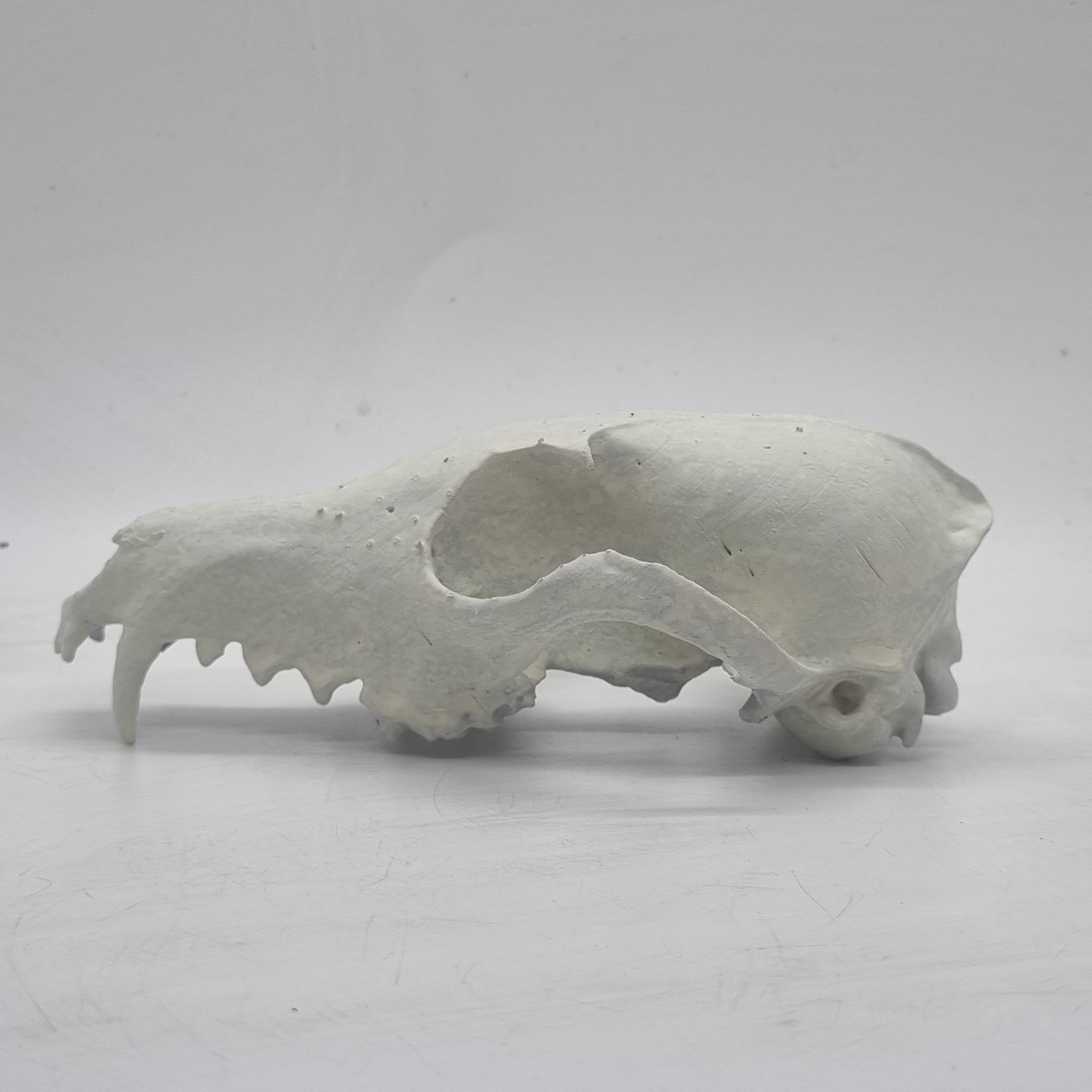 White Ornamental Red Fox Skull Resin 3d Print Wildlife - Etsy