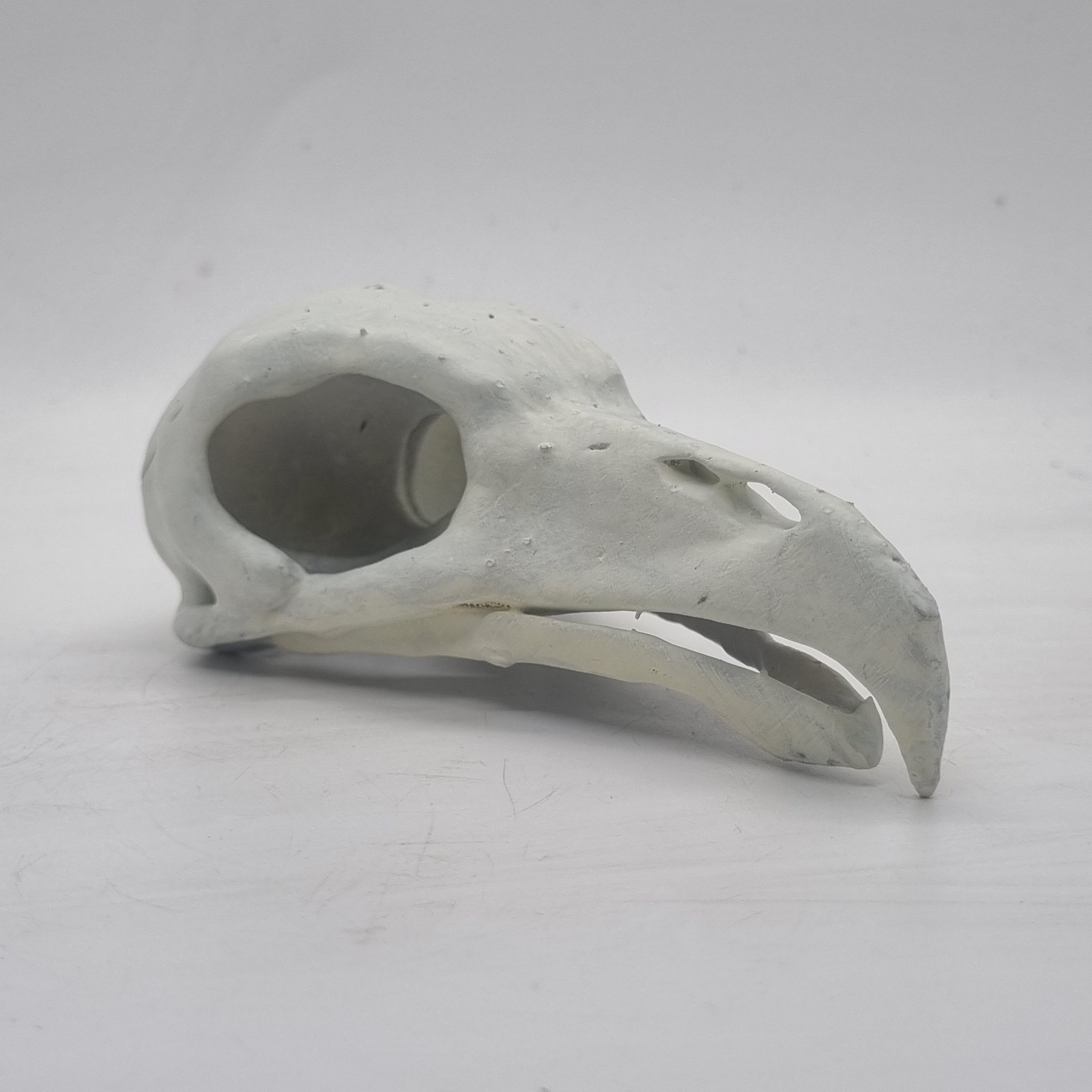 3d Printed Vulture Skull Bird Horror Decoration Gothic - Etsy