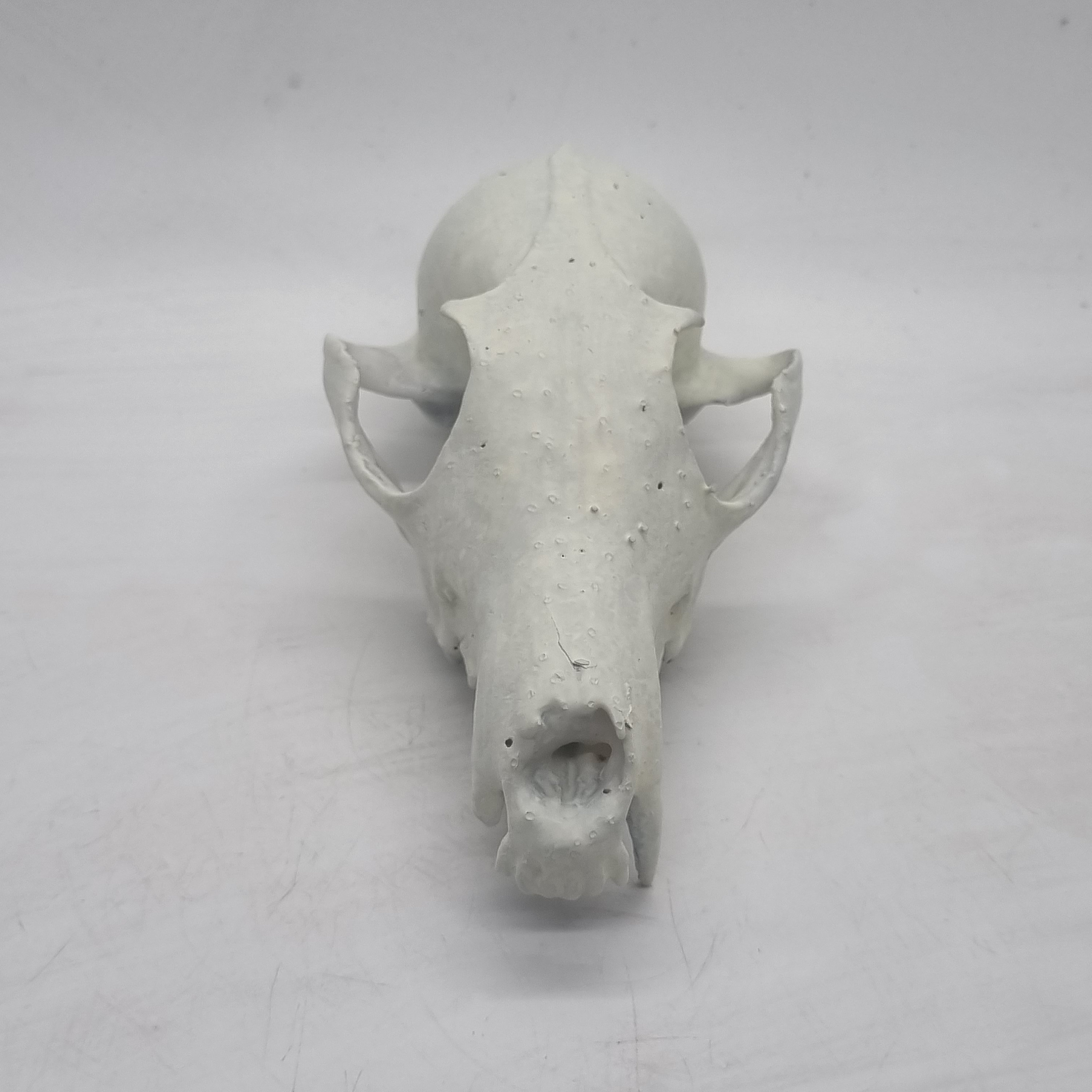 White Ornamental Red Fox Skull, Resin 3d Print, Wildlife Horror ...