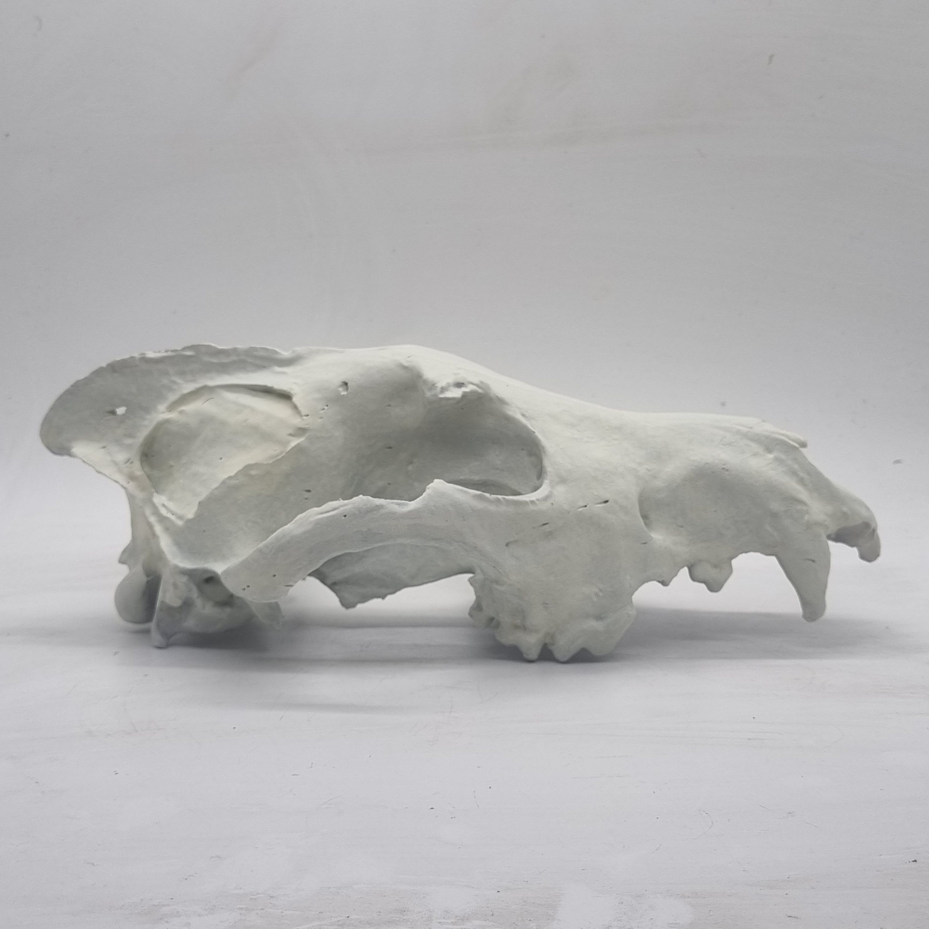 Ornamental Wolf Skull 3d Printed Horror Decoration Cosplay - Etsy