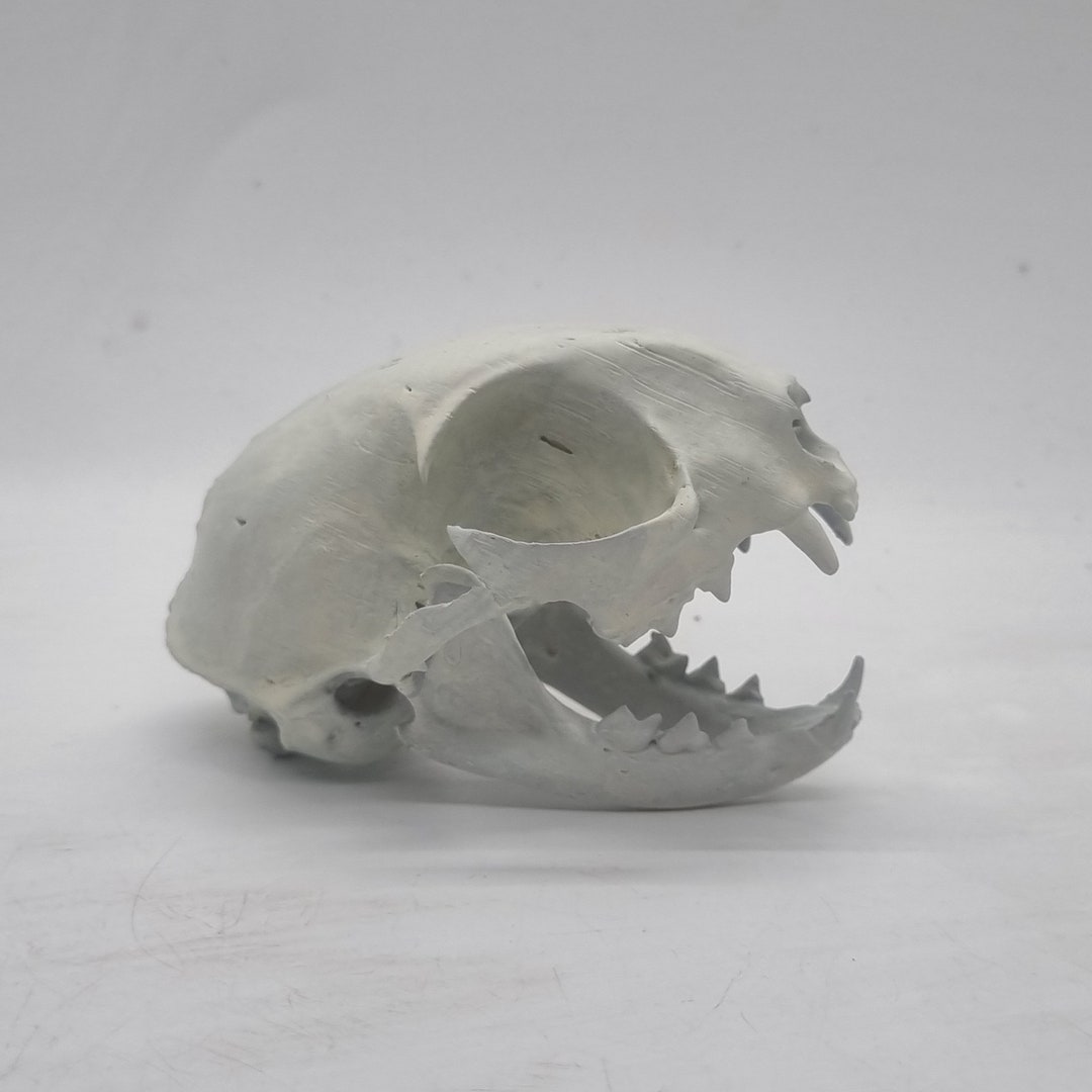 White Ornamental Cat Skull, Resin 3d Print, Domestic Cat Horror ...