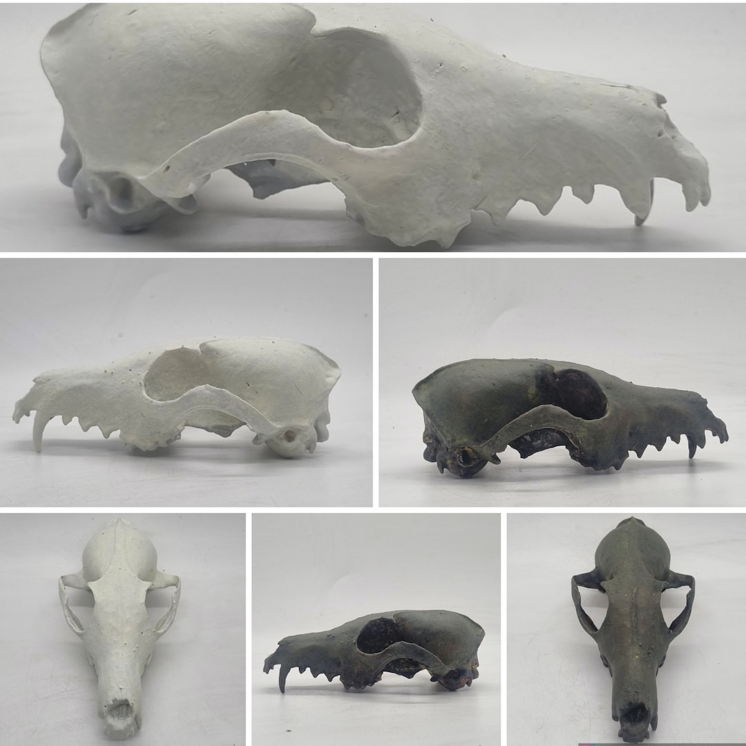 3d Printed Fox Skull, Horror Decoration, Cosplay Accessory, Weathered ...