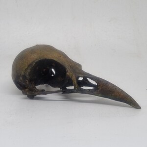 Ornamental Crow Skull, 3D Printed Skull, Bird Skull Decoration, Cosplay ...