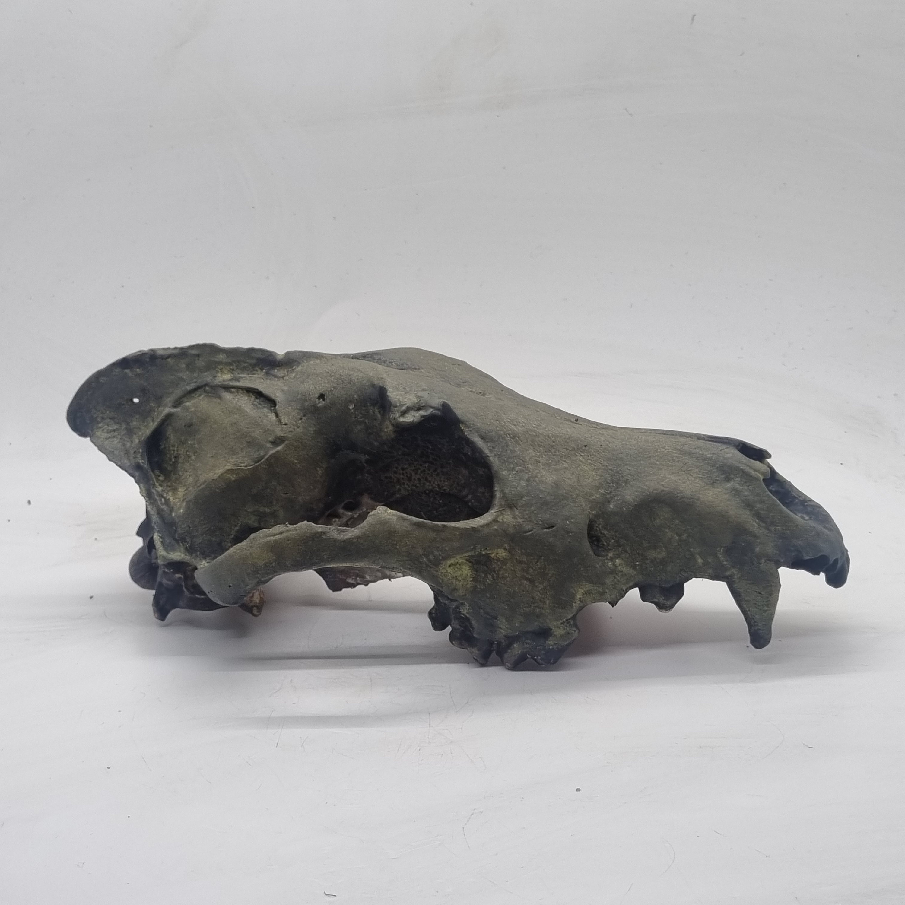 Aged Bone Effect Wolf Skull, Ornamental Resin Horror Decoration, 3d ...