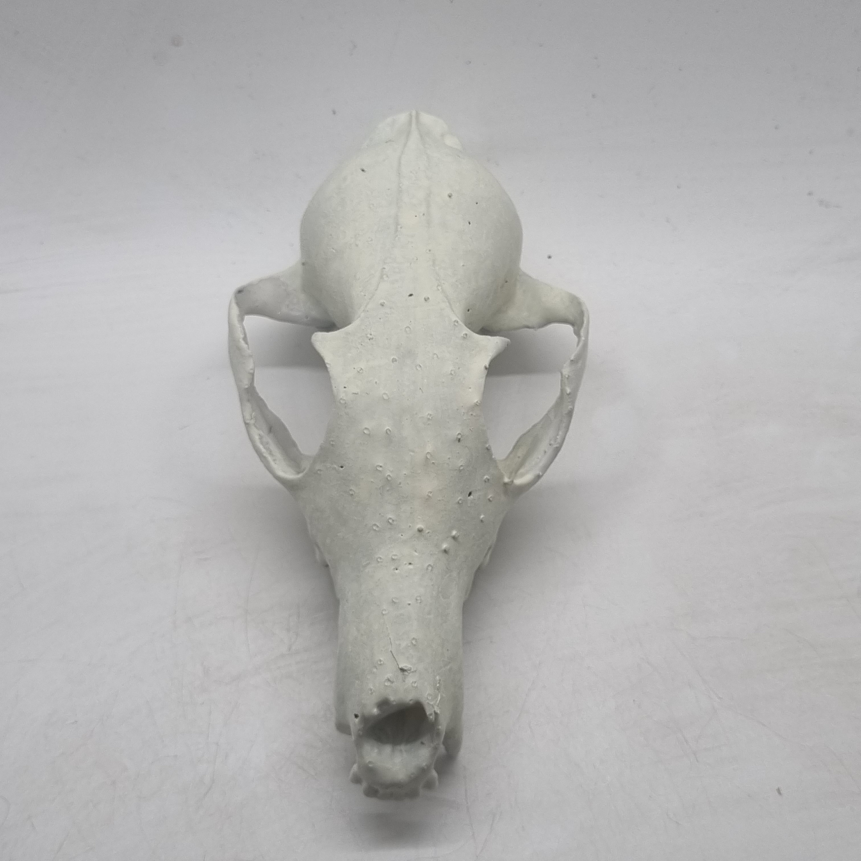 White Ornamental Red Fox Skull, Resin 3d Print, Wildlife Horror ...