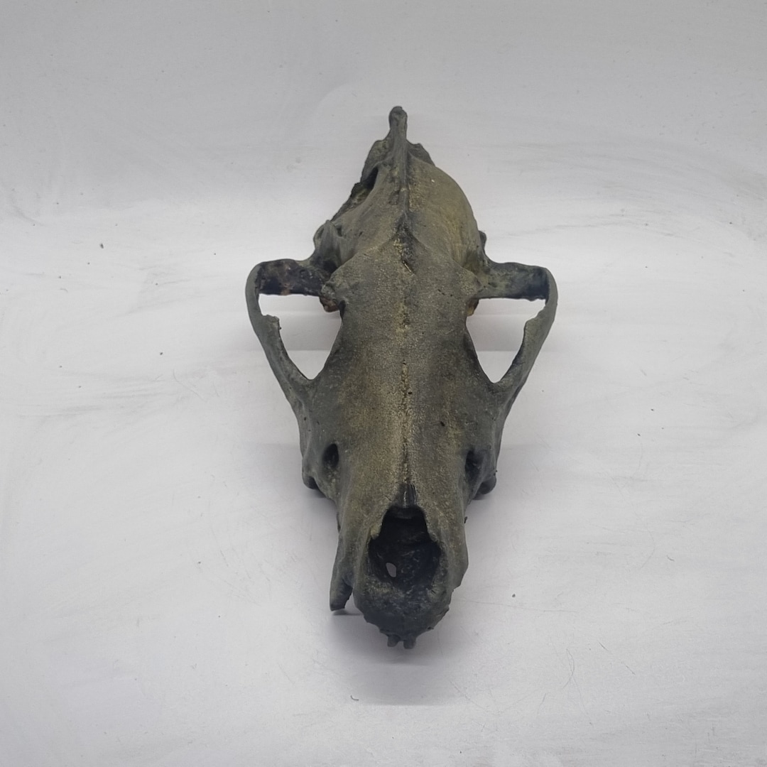 Aged Bone Effect Wolf Skull, Ornamental Resin Horror Decoration, 3d ...