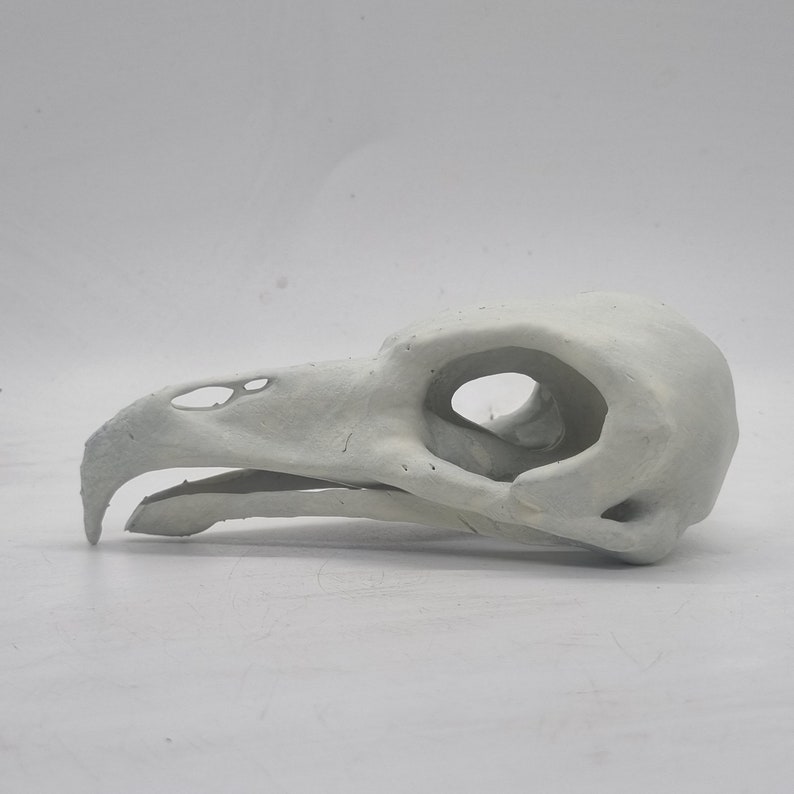 3d Printed Vulture Skull, Bird Horror Decoration, Gothic Cosplay ...