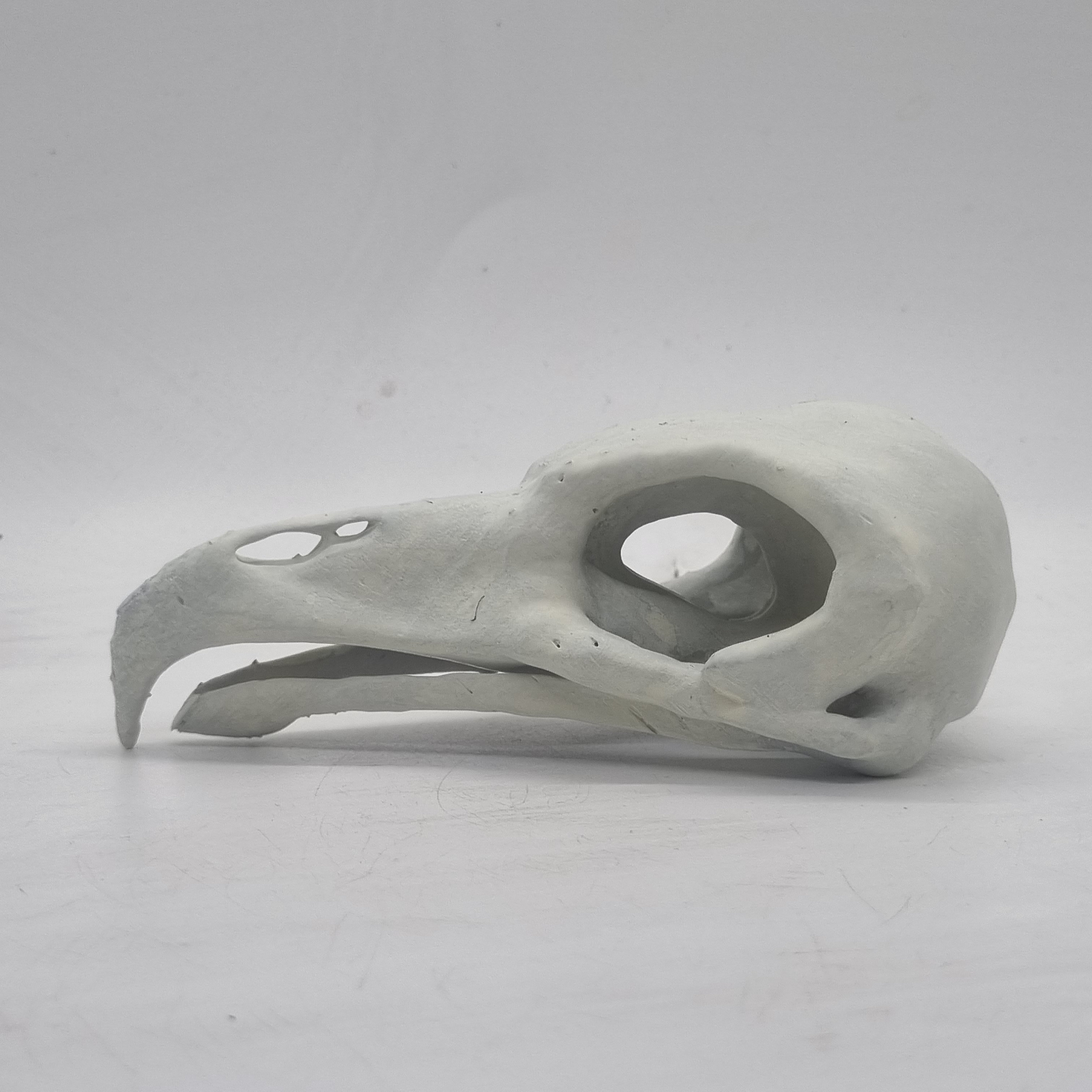 3d Printed Vulture Skull Bird Horror Decoration Gothic - Etsy