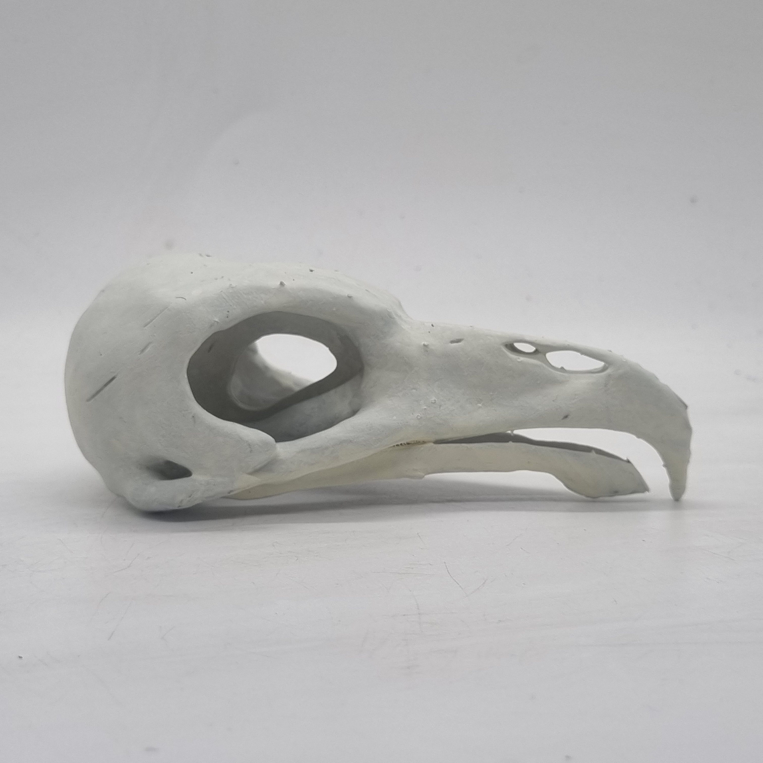 3d Printed Vulture Skull, Bird Horror Decoration, Gothic Cosplay ...