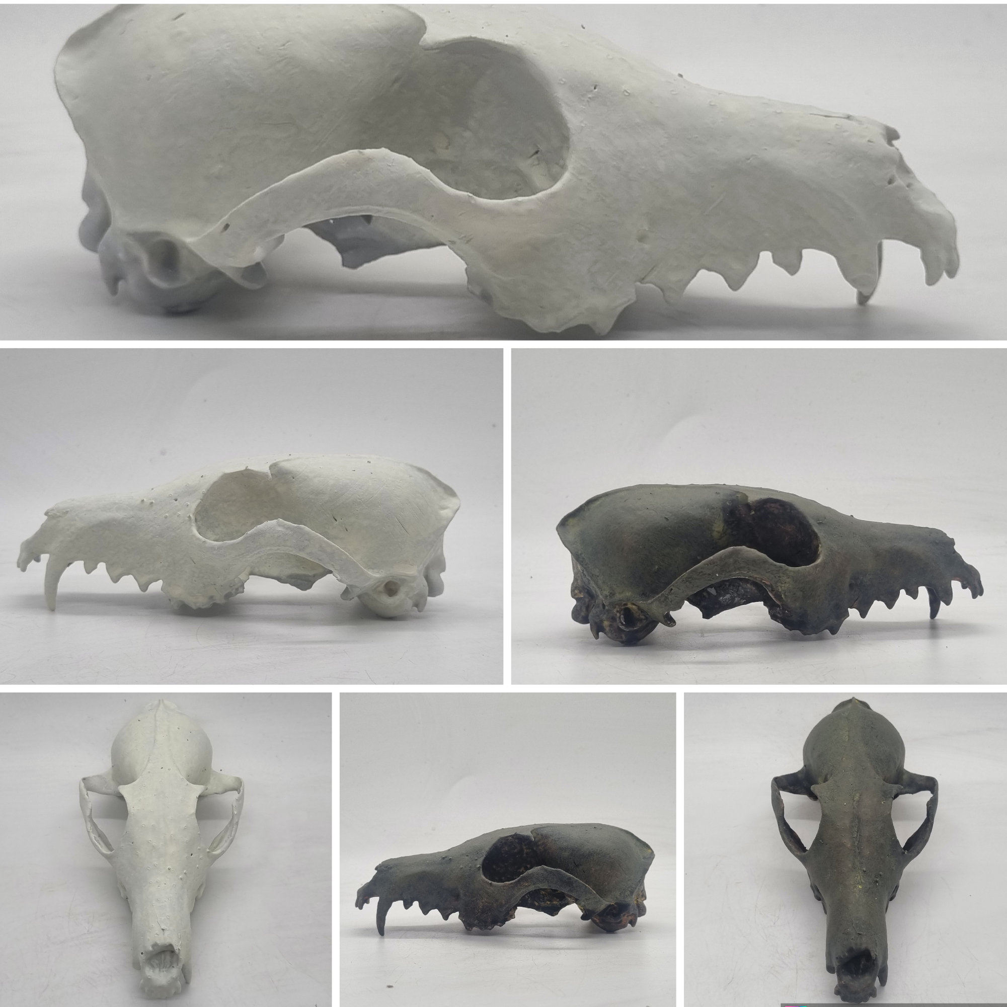 White Ornamental Red Fox Skull, Resin 3d Print, Wildlife Horror ...