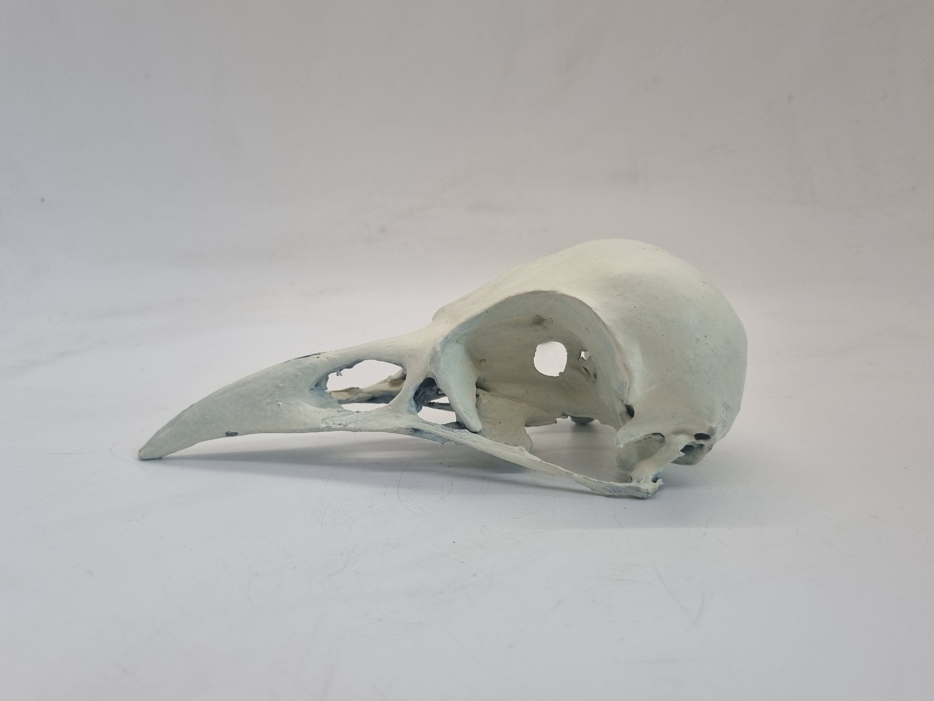 Ornamental Crow Skull, 3D Printed Skull, Bird Skull Decoration, Cosplay ...