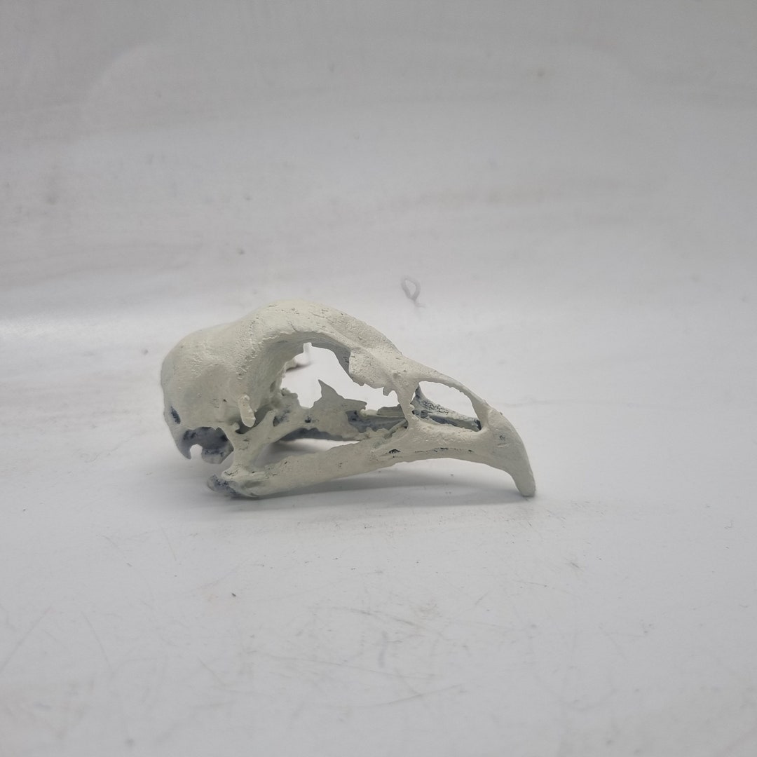 Chicken Skull, 3d Printed Horror Decoration,goth Cosplay Accessory ...
