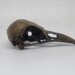 Ornamental Crow Skull, 3D Printed Skull, Bird Skull Decoration, Cosplay ...