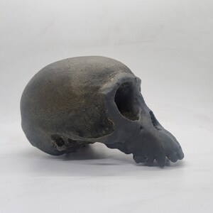 Aged Bone Effect Chimp Skull, Resin Monkey Head, 3d Printed Animal ...