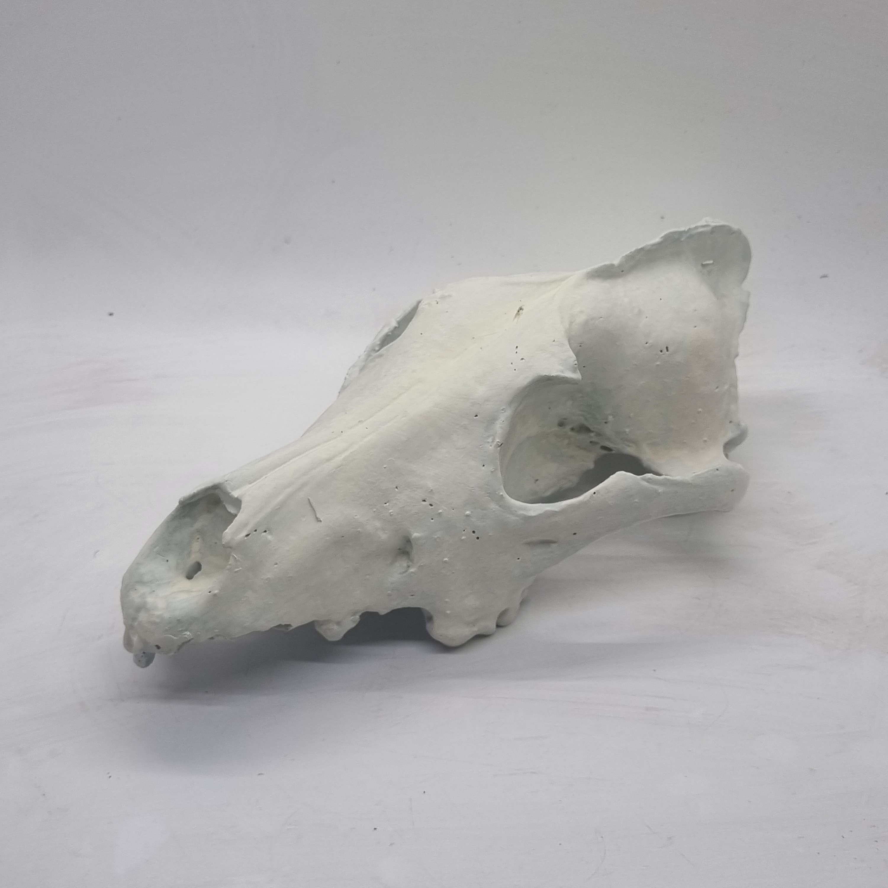Ornamental Wolf Skull 3d Printed Horror Decoration Cosplay - Etsy