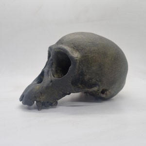 Aged Bone Effect Chimp Skull, Resin Monkey Head, 3d Printed Animal ...