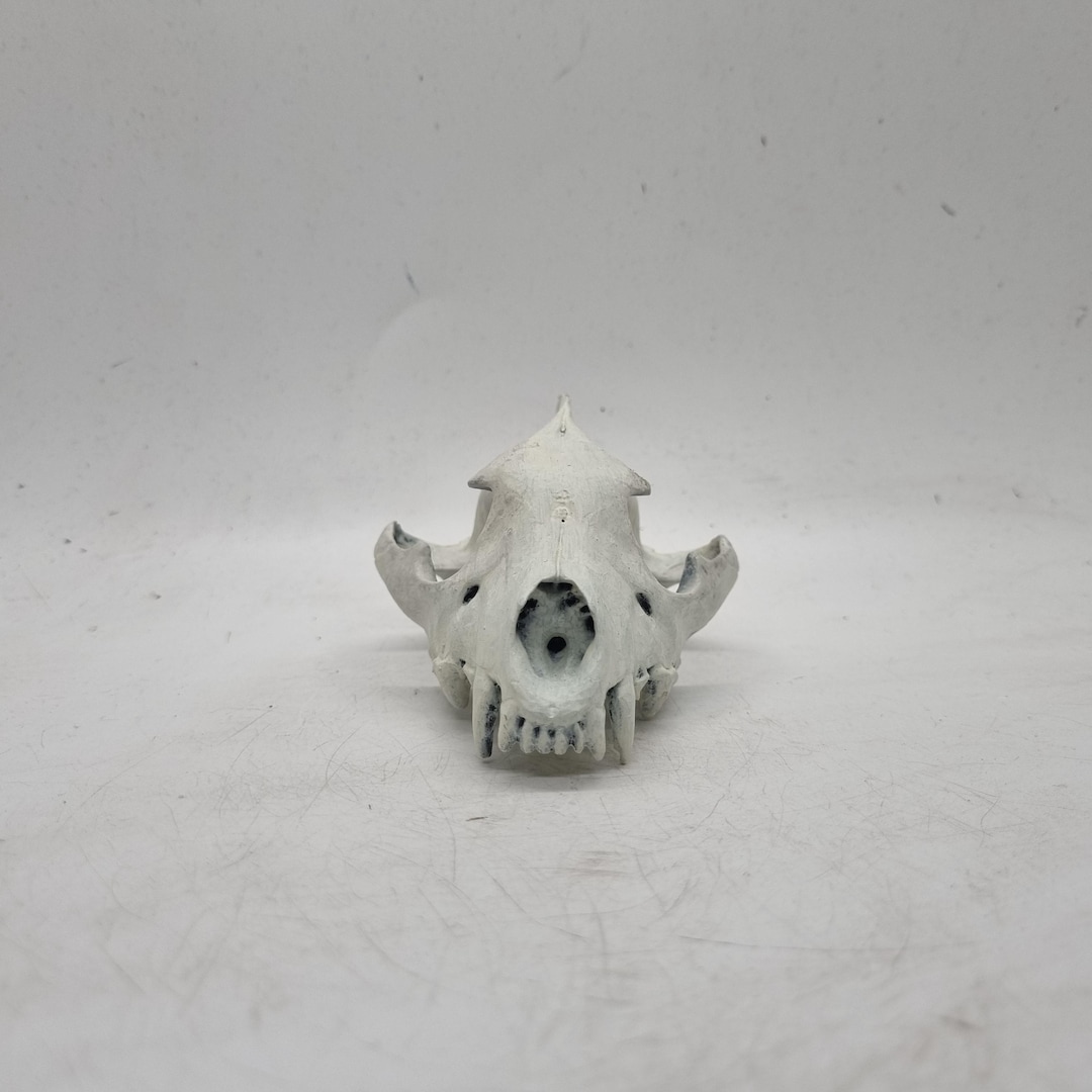 Off White Cape Fox Skull, Horror Decoration, Cosplay Accessory ...