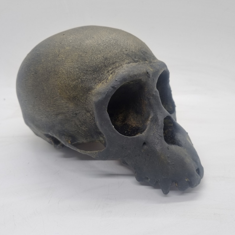 Aged Bone Effect Chimp Skull, Resin Monkey Head, 3d Printed Animal ...