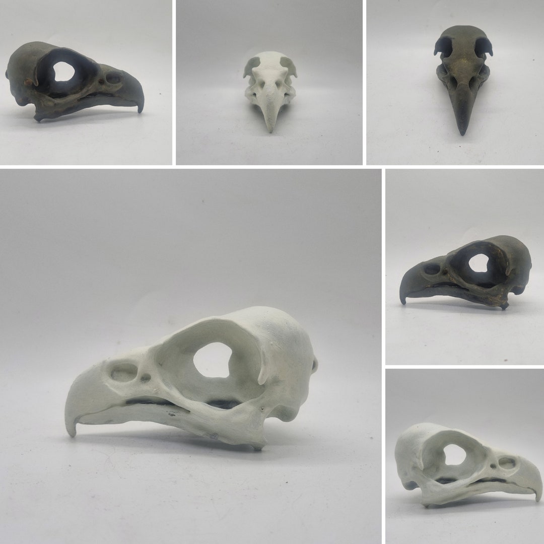 3d Printed Eagle Skull, Bird Horror Decoration, Gothic Cosplay ...