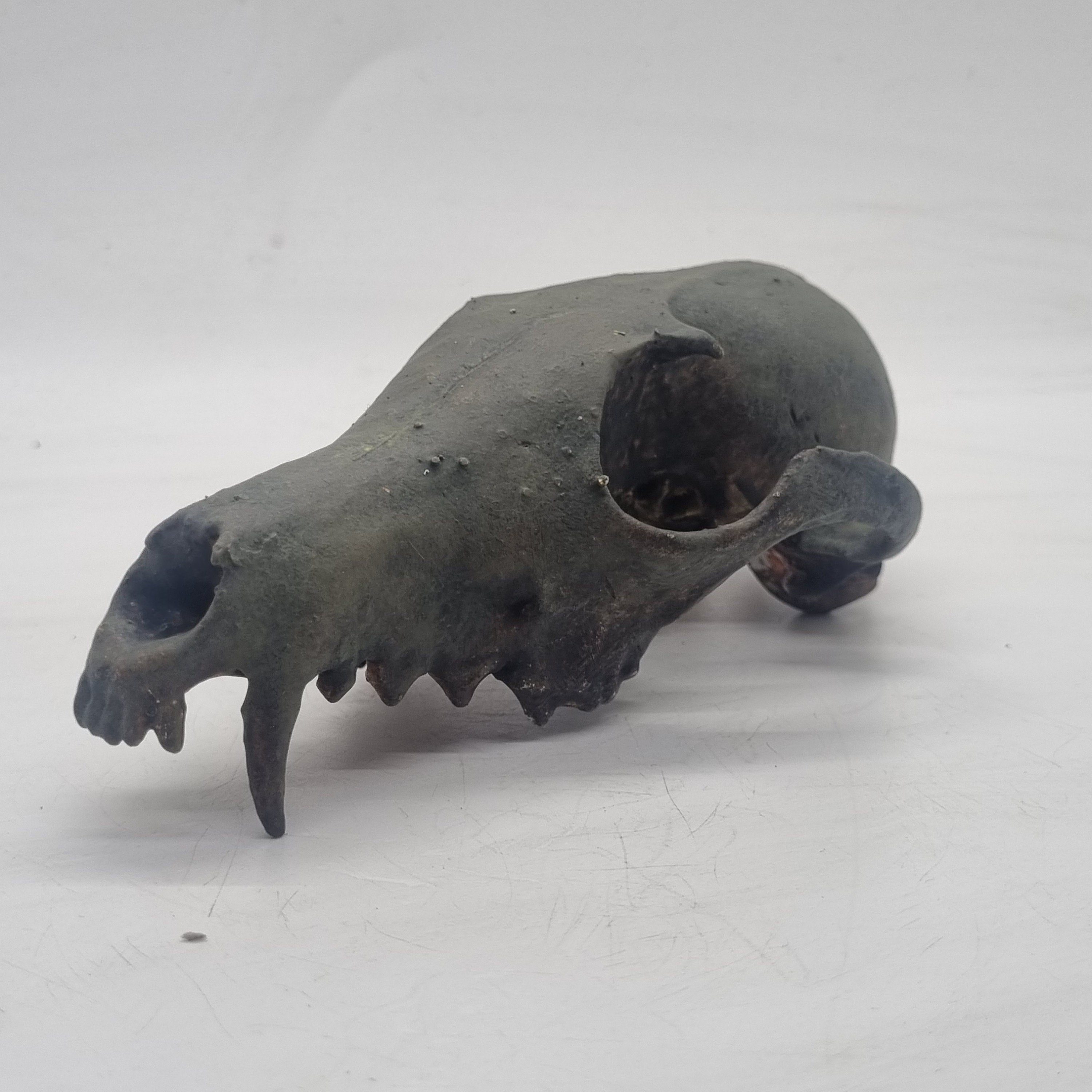 3d Printed Fox Skull, Horror Decoration, Cosplay Accessory, Weathered ...