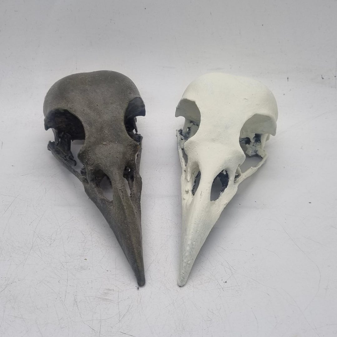Ornamental Crow Skull, 3D Printed Skull, Bird Skull Decoration, Cosplay ...