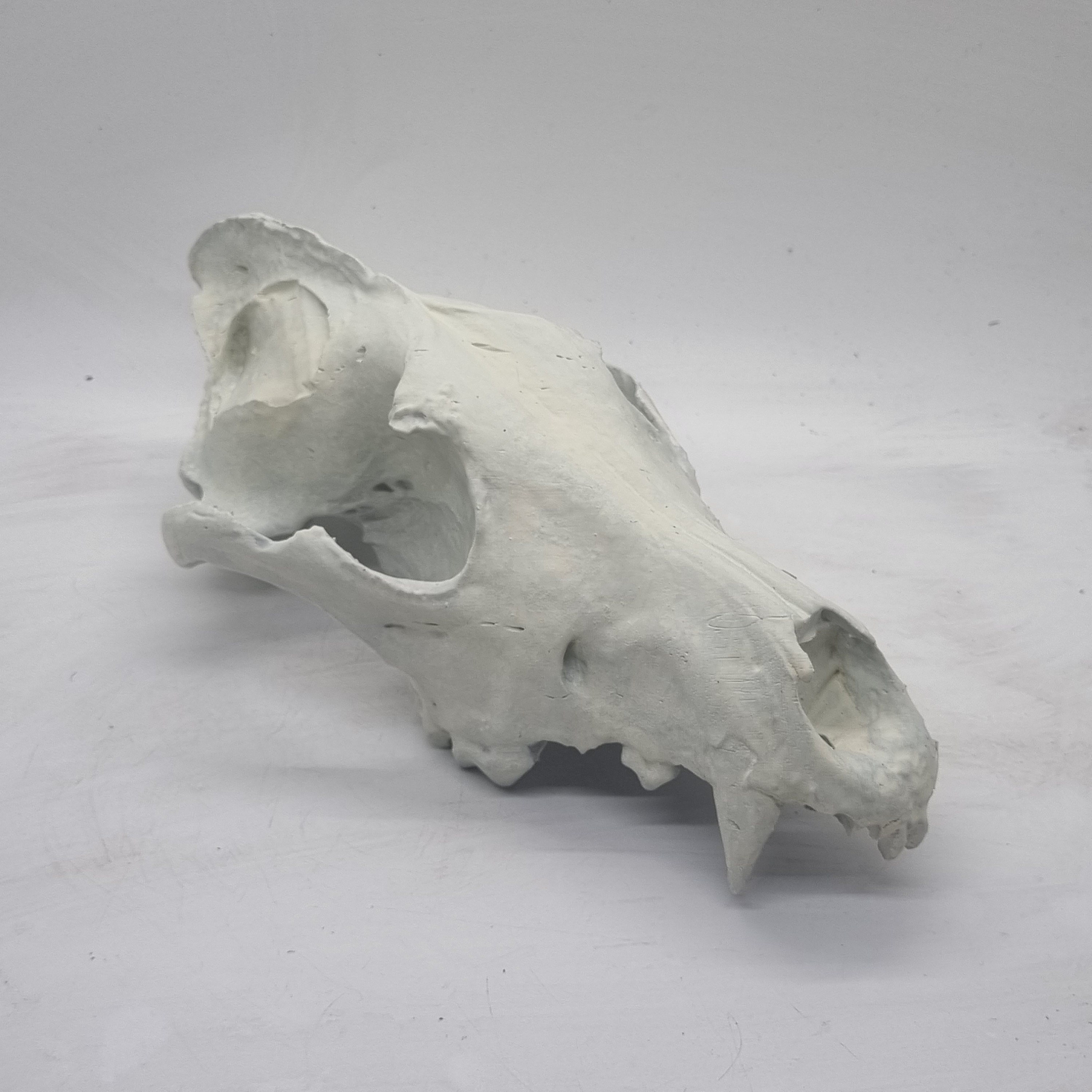 Ornamental Wolf Skull 3d Printed Horror Decoration Cosplay - Etsy