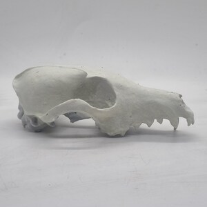White Ornamental Red Fox Skull, Resin 3d Print, Wildlife Horror ...