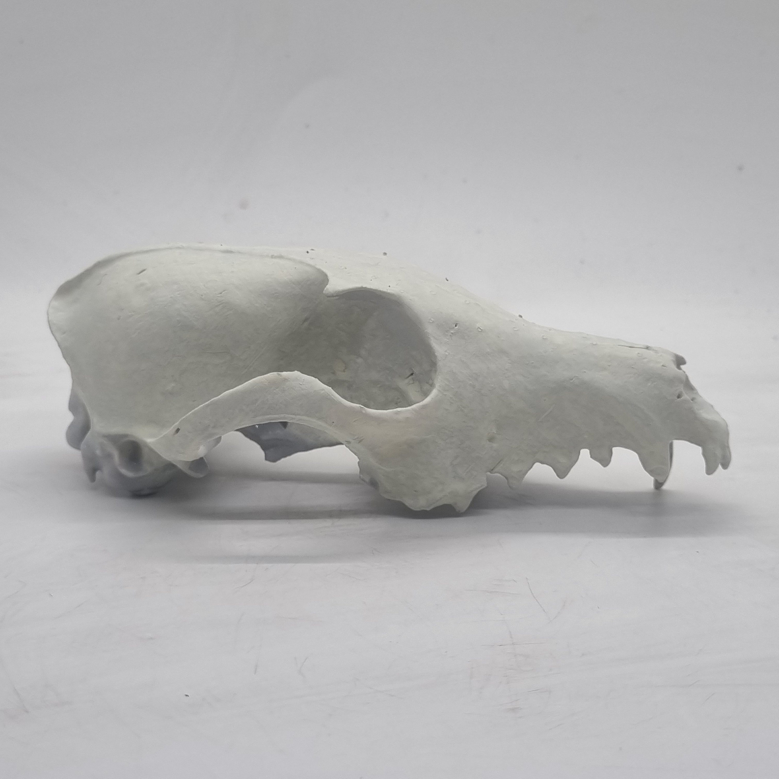 White Ornamental Red Fox Skull, Resin 3d Print, Wildlife Horror Decoration, Cosplay Accessory ...