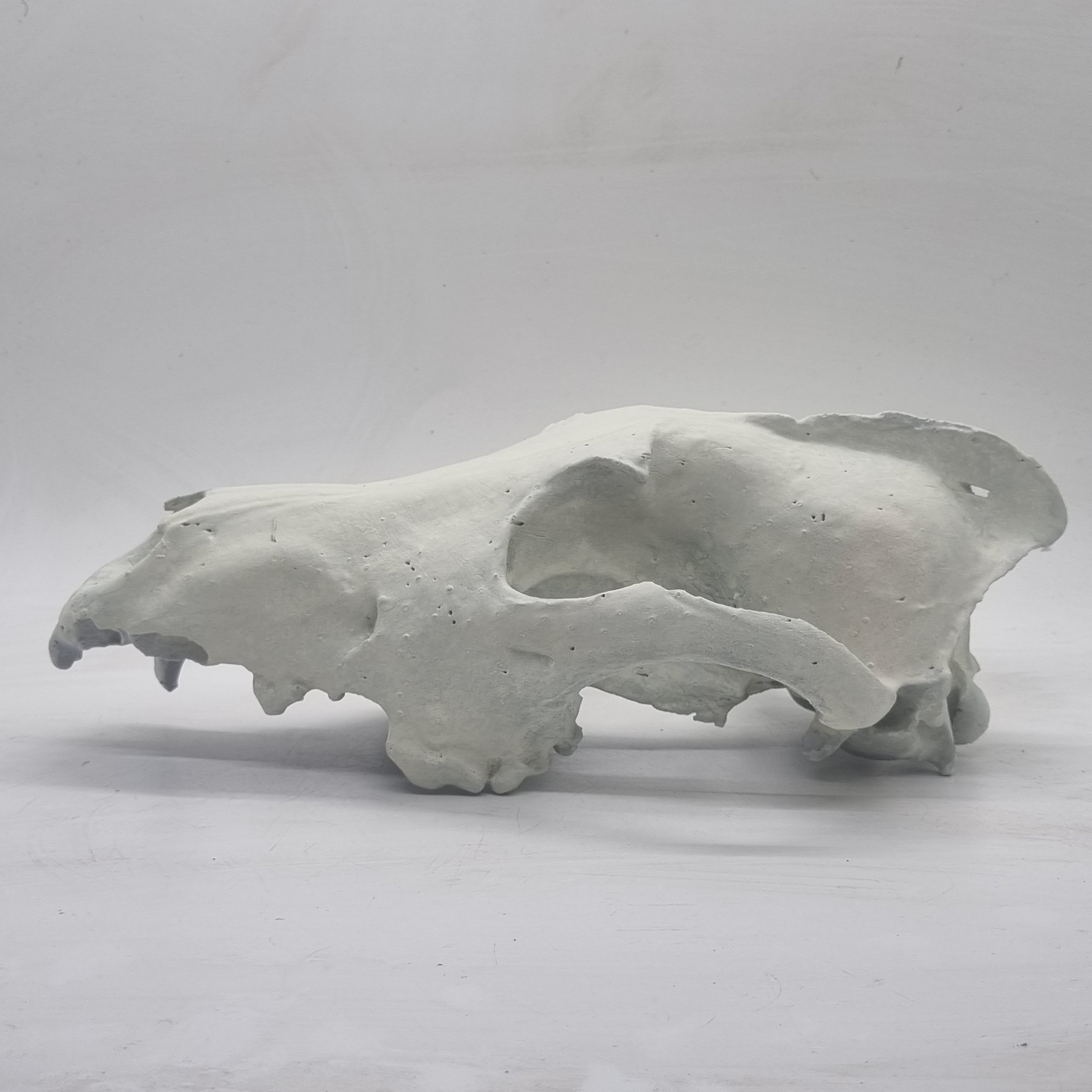 Ornamental Wolf Skull 3d Printed Horror Decoration Cosplay - Etsy