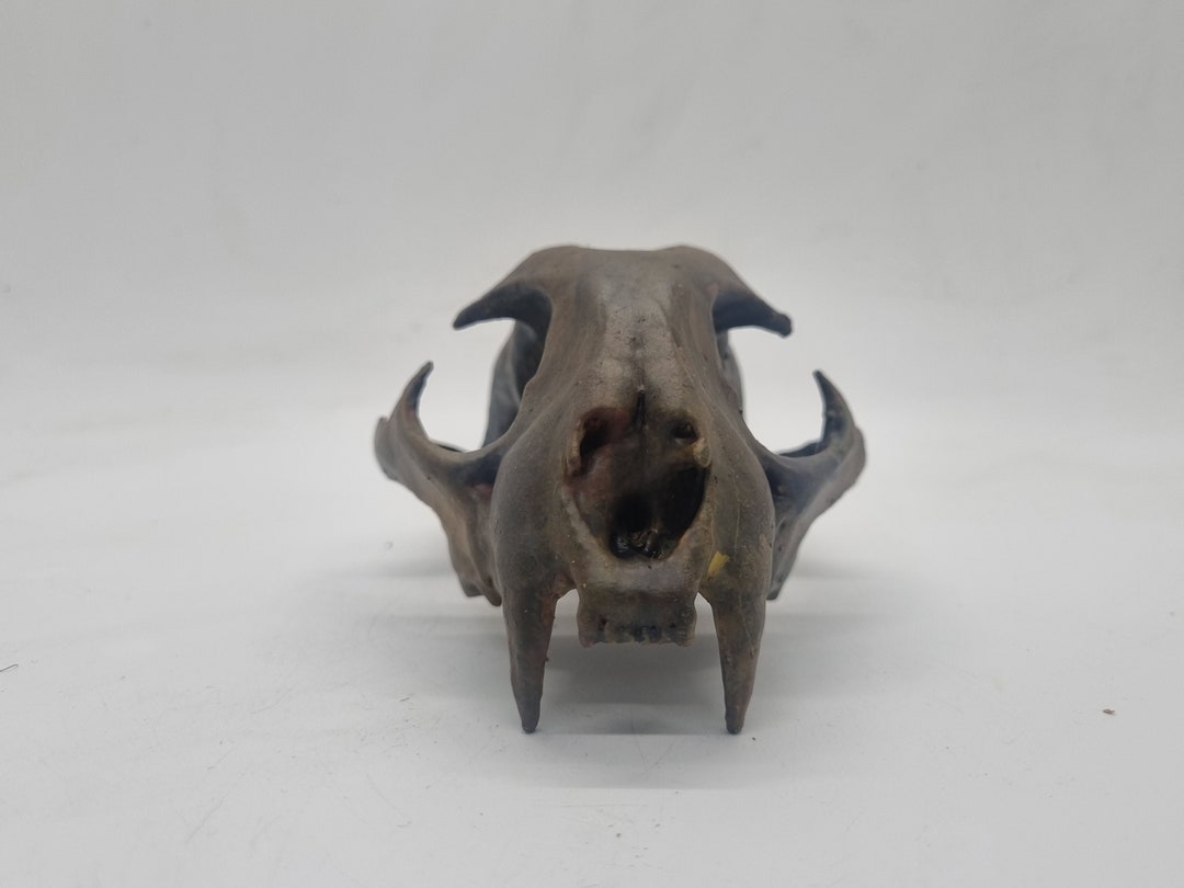Aged Bone Effect Ornamental Bobcat Skull, Big Cat Horror Decoration ...