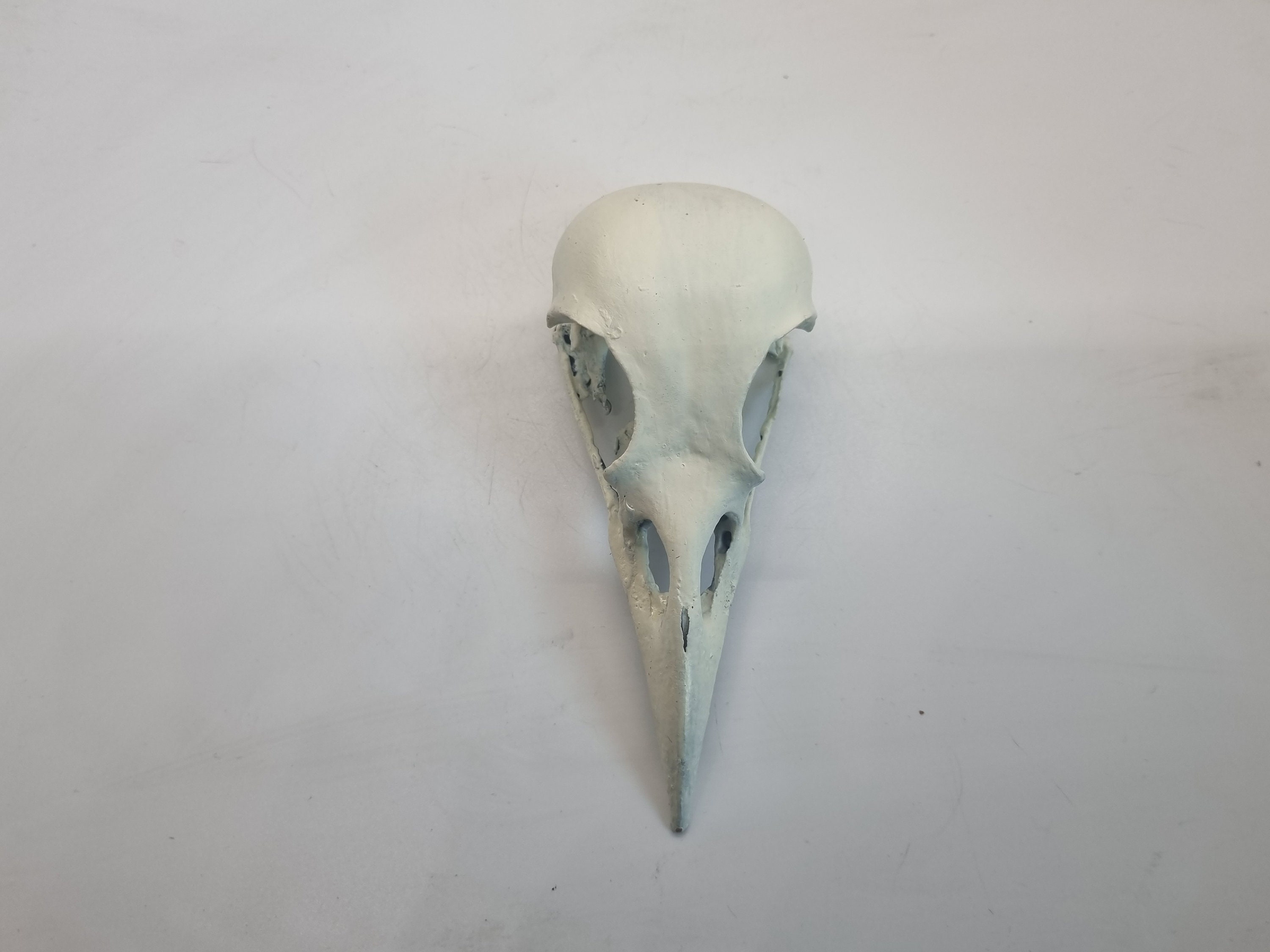 Ornamental Crow Skull, 3D Printed Skull, Bird Skull Decoration, Cosplay ...