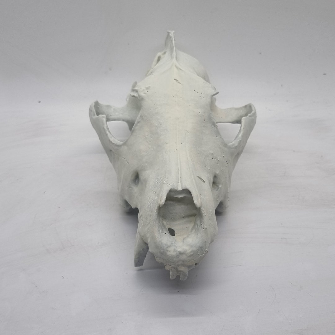White Ornamental Wolf Skull, Resin 3d Print, Horror Decoration ...