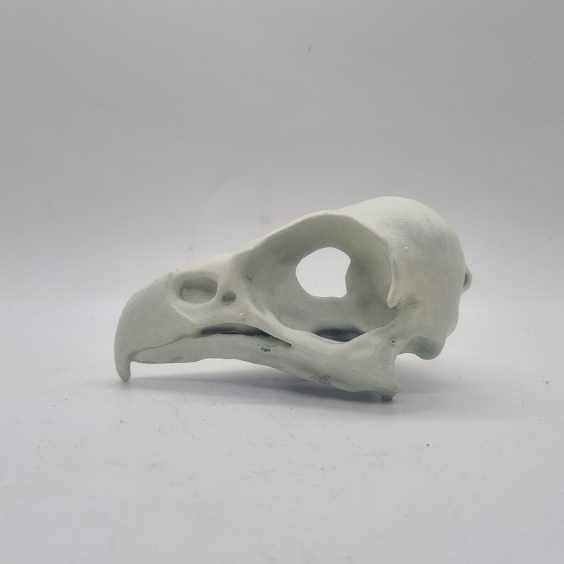 3d Printed Eagle Skull, Bird Horror Decoration, Gothic Cosplay ...
