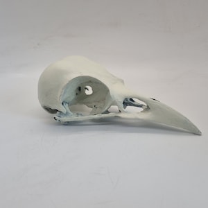 Ornamental Crow Skull, 3D Printed Skull, Bird Skull Decoration, Cosplay ...