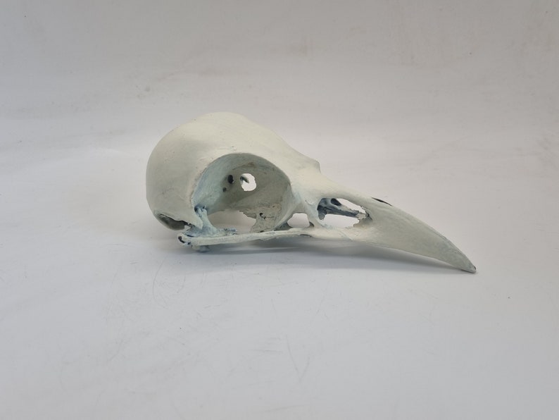 Ornamental Crow Skull, 3D Printed Skull, Bird Skull Decoration, Cosplay ...