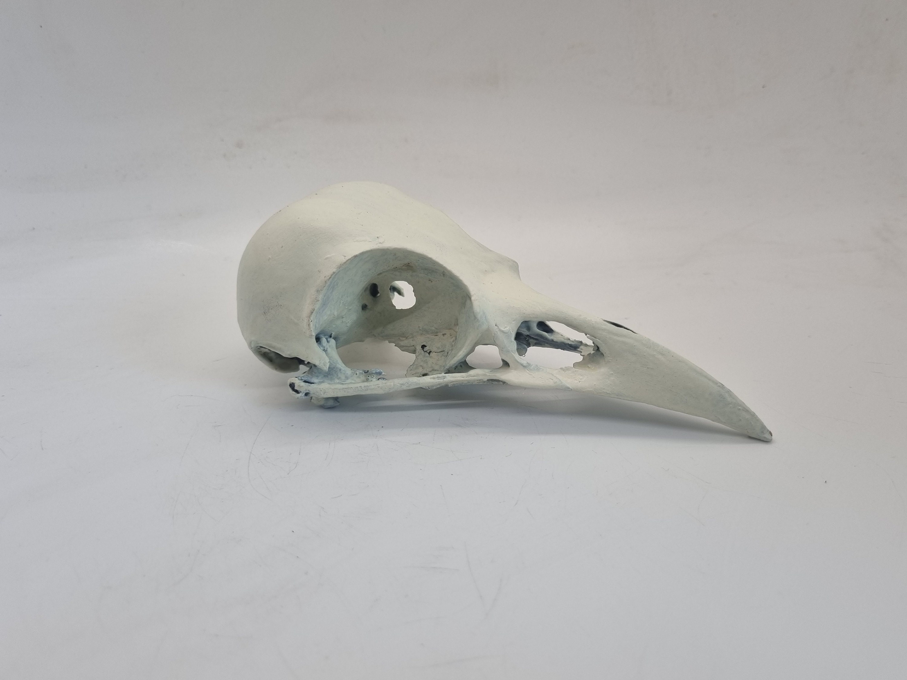 Ornamental Crow Skull, 3D Printed Skull, Bird Skull Decoration, Cosplay ...